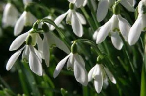 Ghiocelul- simbol al sperantei dar si planta de leac! - Infuzie de Sănătate