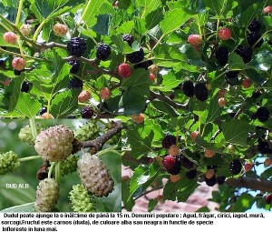 Dudul- planta medicinala care te surprinde in multe moduri - Infuzie de ...